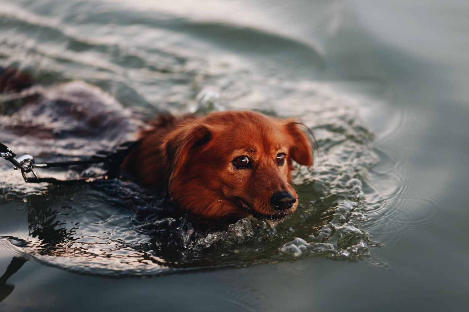 Leptospirose canina: saiba como proteger o seu pet e evitar a ... Leptospirose canina: saiba como proteger o seu pet e evitar a ...