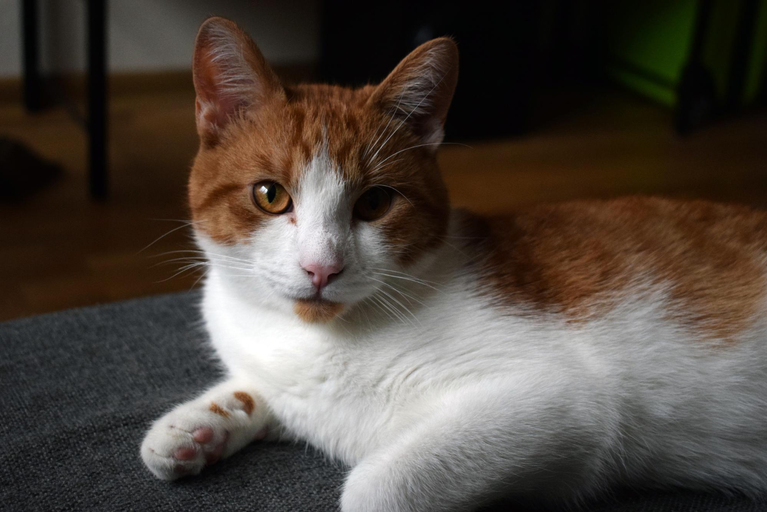 Gato pode morrer de estresse? Entenda mais – Portal Cães e Gatos