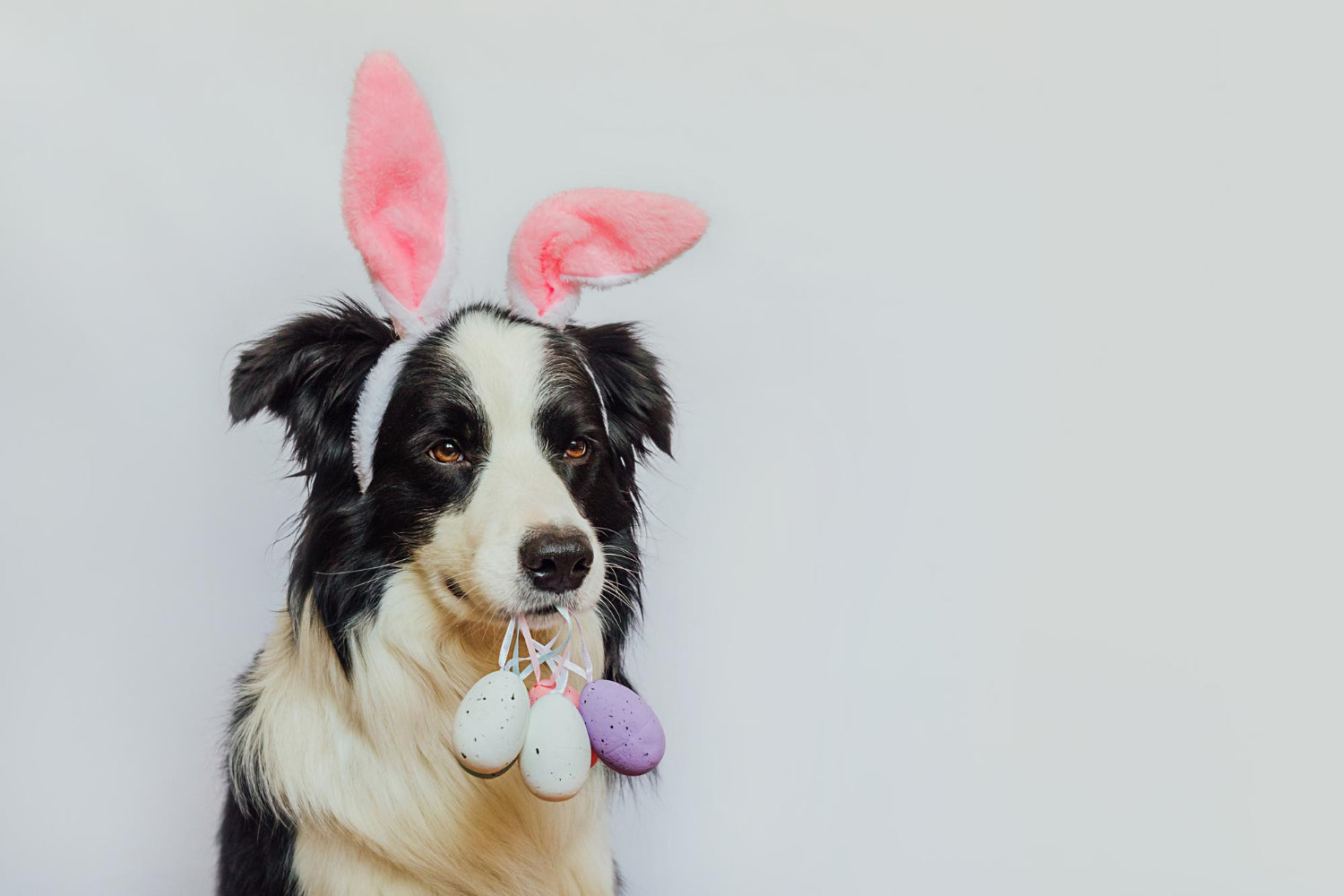 Profissional dá dicas para uma Páscoa saudável com os pets – Portal ...