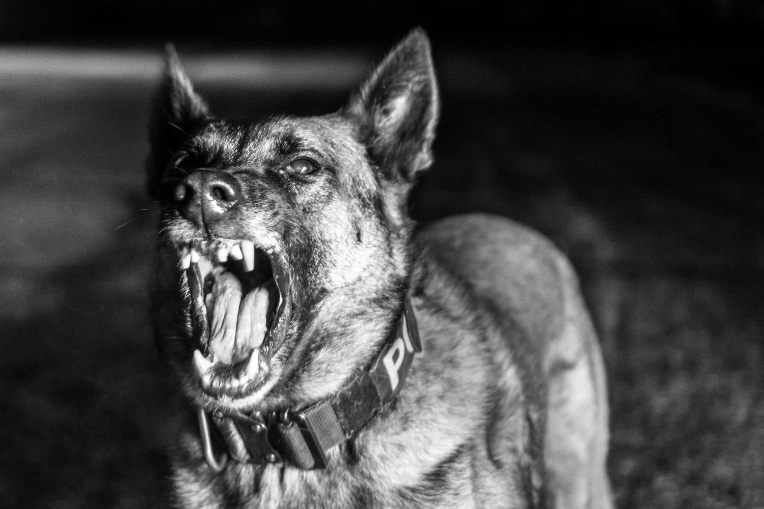 Saiba como agir em caso de ataque de animais – Portal Cães e Gatos