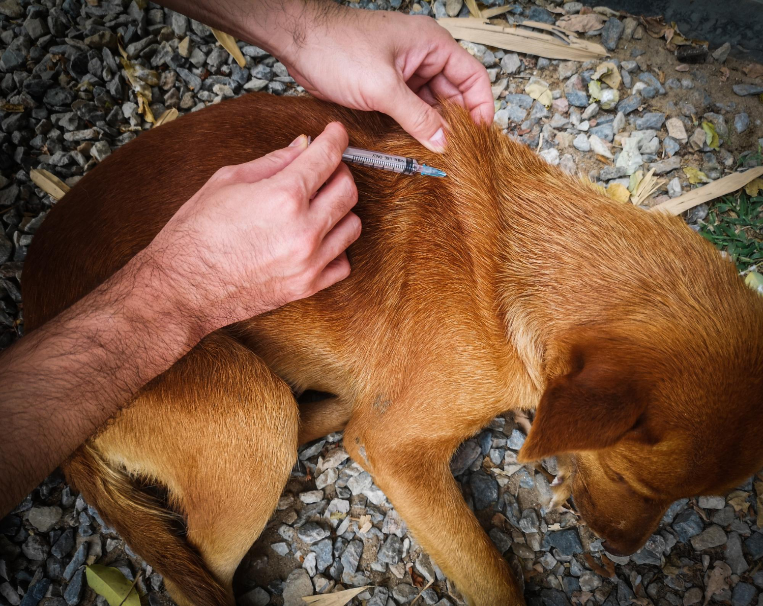 Prevenir a raiva animal é a melhor forma de combate à doença – Portal ...