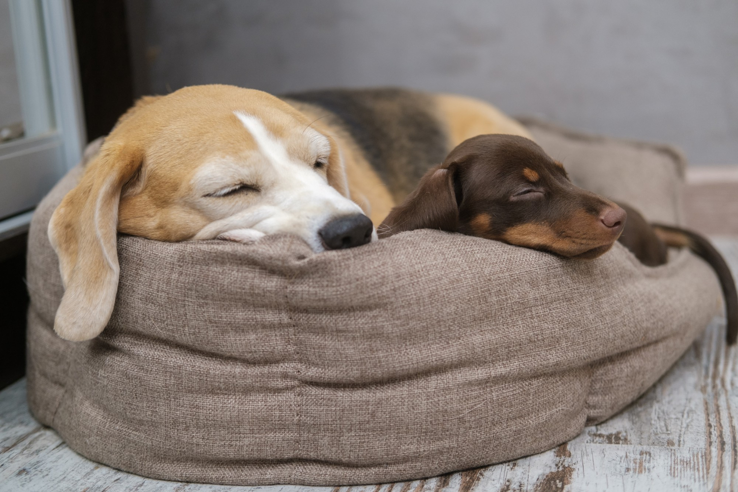 Os cães também sonham? Entenda mais sobre esse hábito – Portal Cães e Gatos