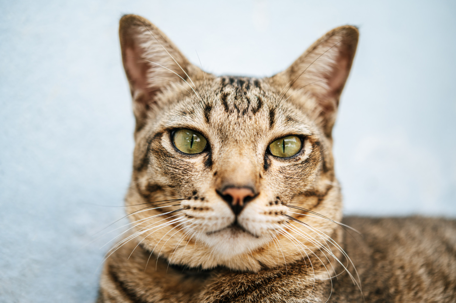 Saiba como identificar e tratar a acne felina – Portal Cães e Gatos
