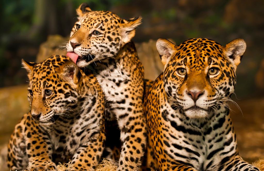 ONÇAFARI VISA CONSCIENTIZAR SOBRE A IMPORTÂNCIA DA ONÇA-PINTADA ...