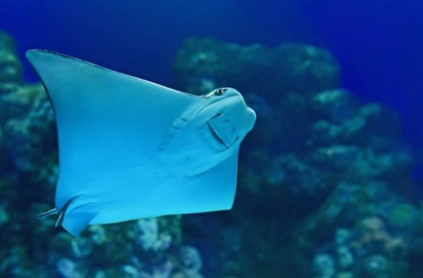 NASCE PRIMEIRA RAIA POR REPRODUÇÃO COMPLETA EM AQUÁRIO, NO RIO DE ...