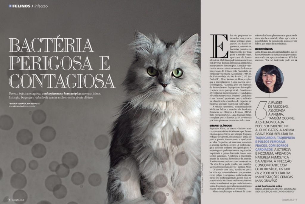 LETARGIA E FRAQUEZA SÃO SINAIS DE MICOPLASMOSE HEMOTRÓPICA EM GATOS