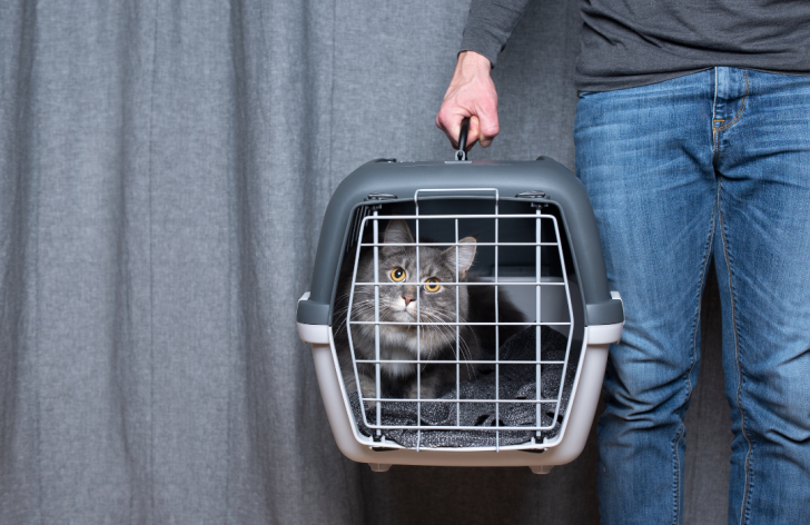 Royal Canin dá dicas de como transportar os gatos de forma segura e sem ...