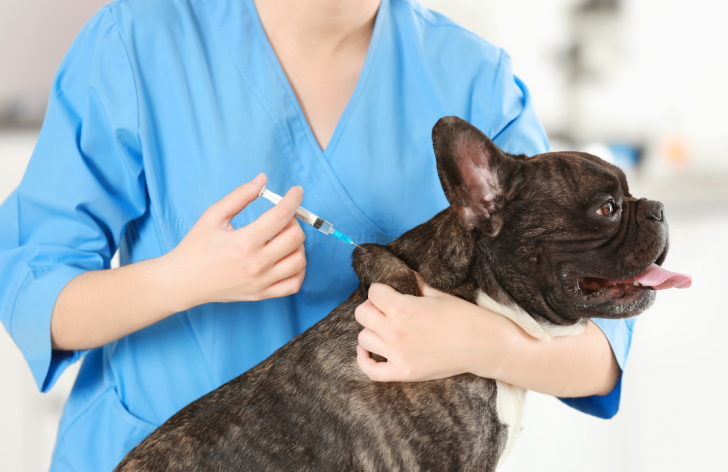 Veterinário aborda a importância da vacinação contra a raiva para os ...