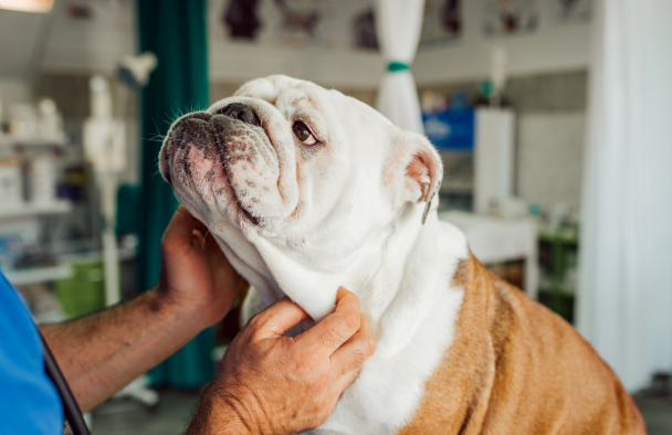 Veterinária mostra que cirurgia corretiva de braquicefalia pode ...