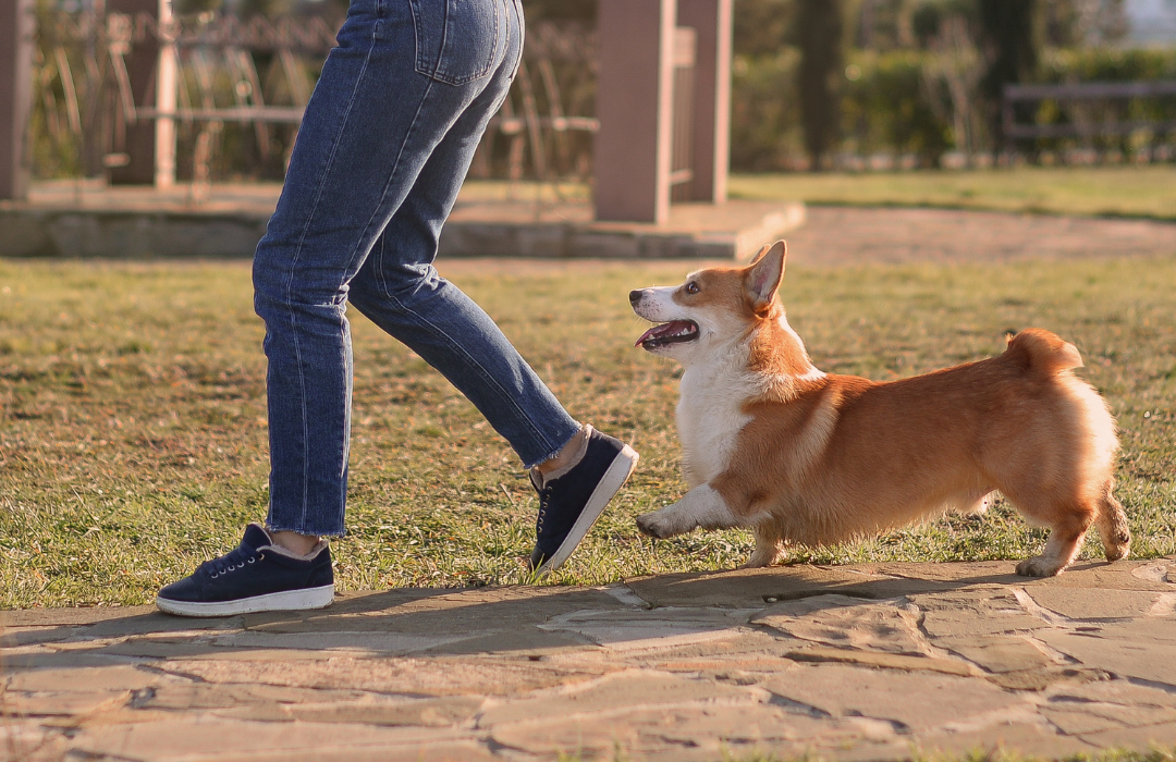 Raça Corgi é conhecida como “cães da realeza” e precisa de cuidados ...