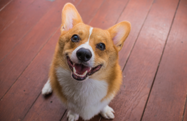 Raça Corgi é conhecida como “cães da realeza” e precisa de cuidados ...