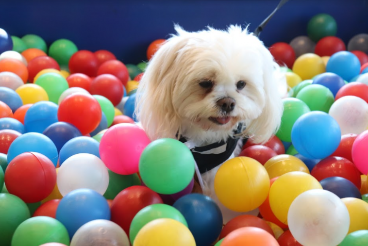 Oitava edição do PetDay, da MSD Saúde Animal, reúne mais de 70 pets no ...