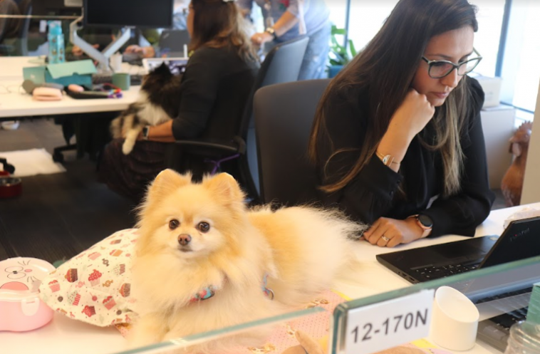 Oitava edição do PetDay, da MSD Saúde Animal, reúne mais de 70 pets no ...