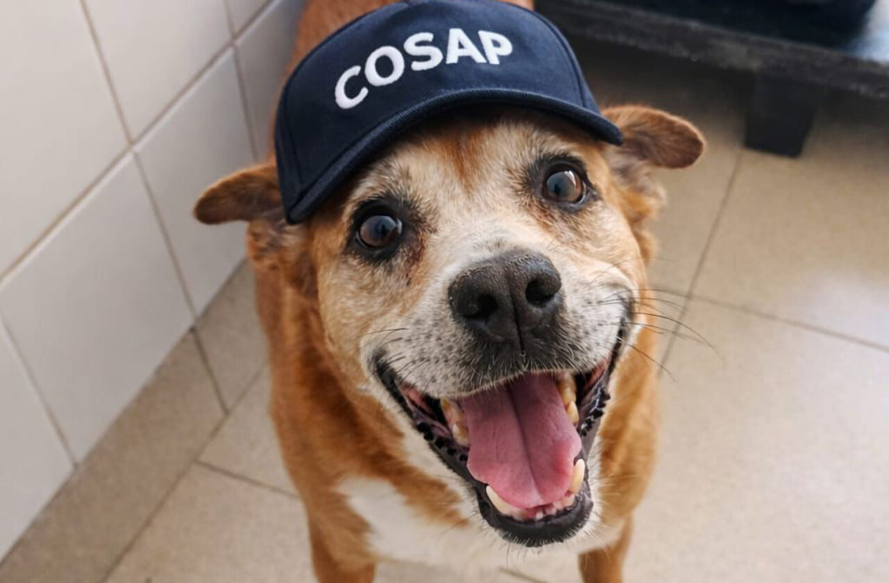 Após 10 anos de espera, Gordo encontra um lar e emociona equipe da Cosap