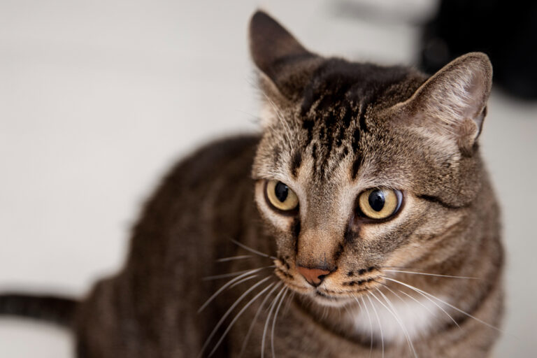 Saiba como identificar e tratar a acne felina – Portal Cães e Gatos