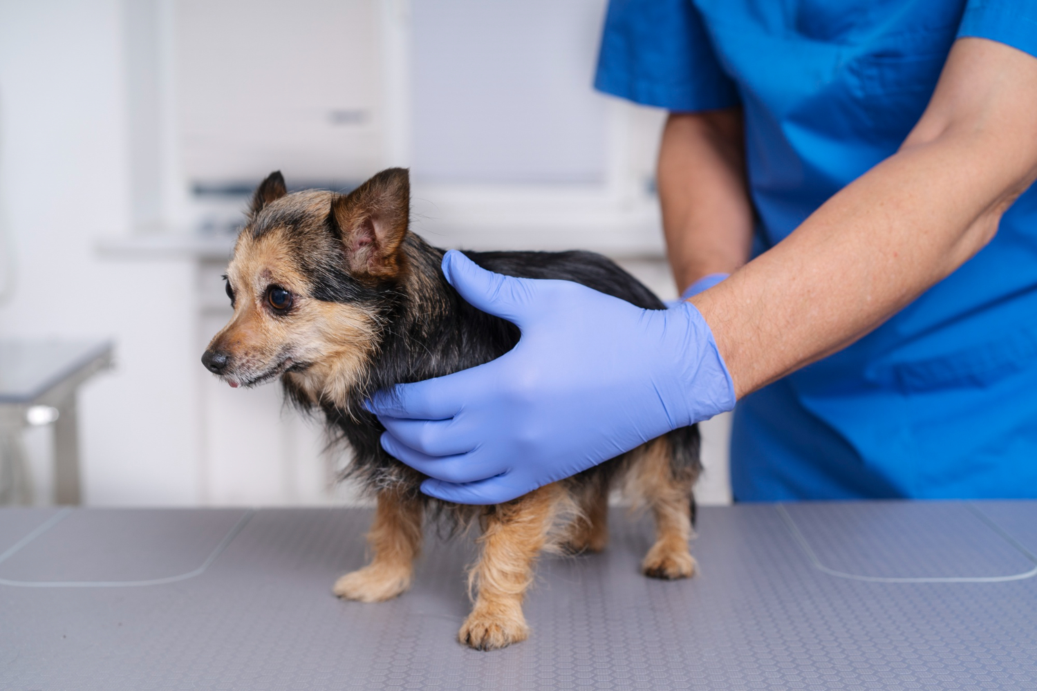 Entenda como agir em casos de envenenamento de cães e gatos