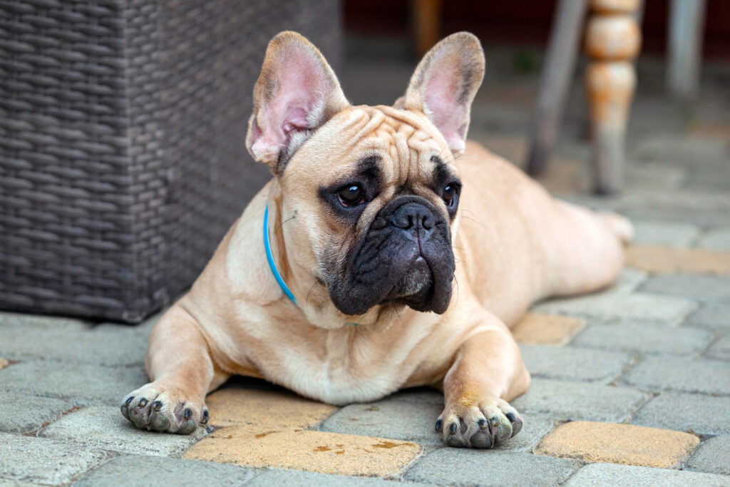 Conheça quatro características da raça buldogue francês – Portal Cães e ...