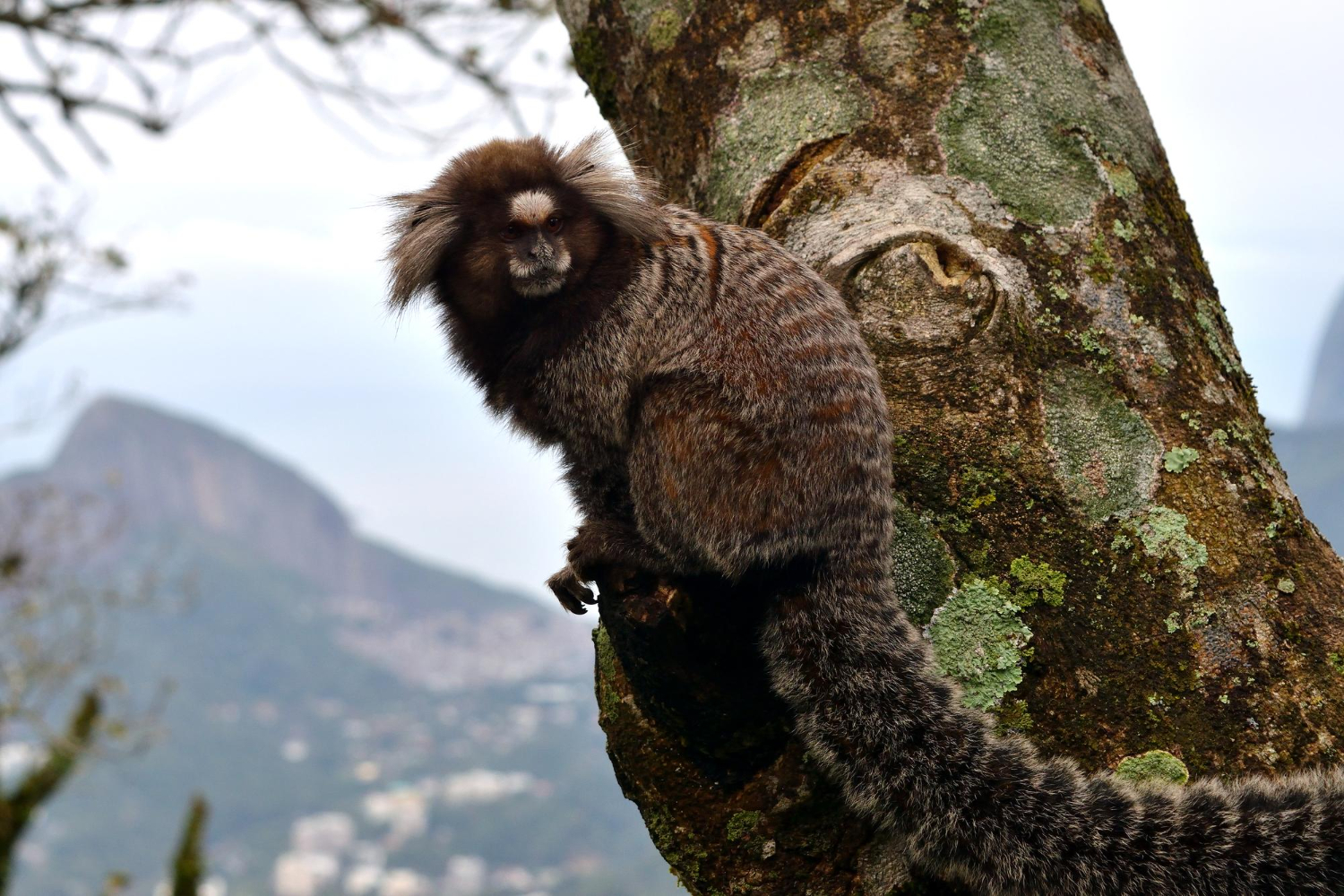 Morte por raiva humana alerta para os riscos de interação com saguis ...