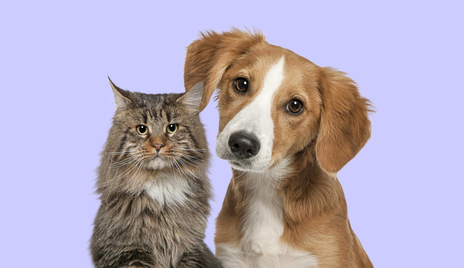 Gato ou cachorro? Confira dicas para escolher qual pet adotar – Portal ...