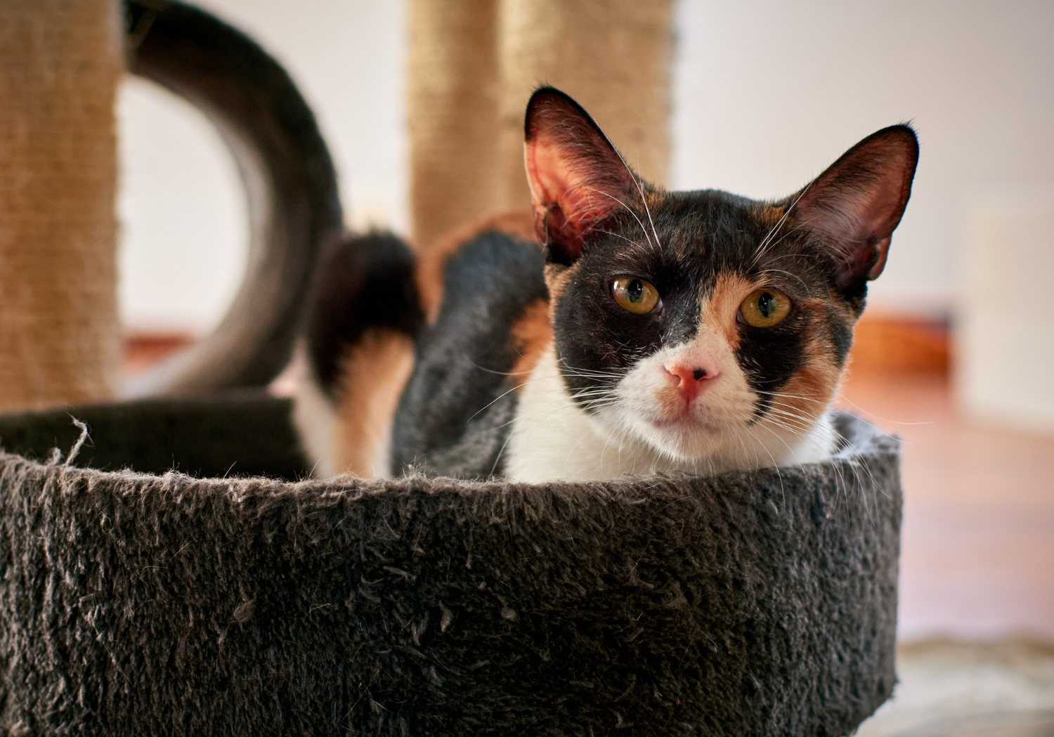Veterinária comenta sobre personalidade e genética do gato tricolor ...