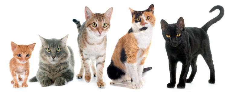 Genética explica como surgem as cores dos gatos – Portal Cães e Gatos