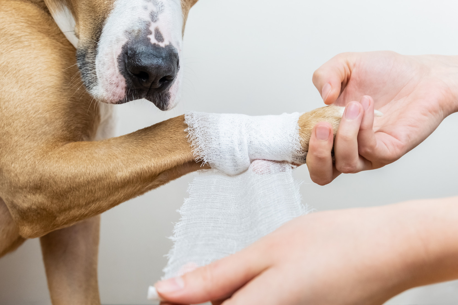 Como cuidar dos pets com a pata quebrada em casa?