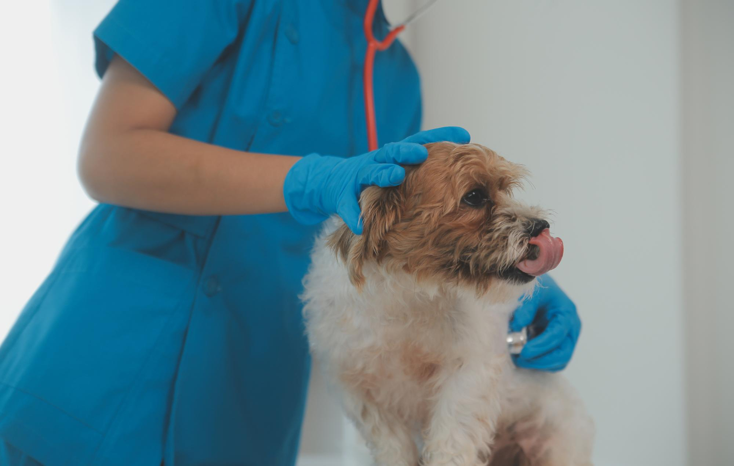 Saiba a importância de realizar check-ups em animais de estimação ...