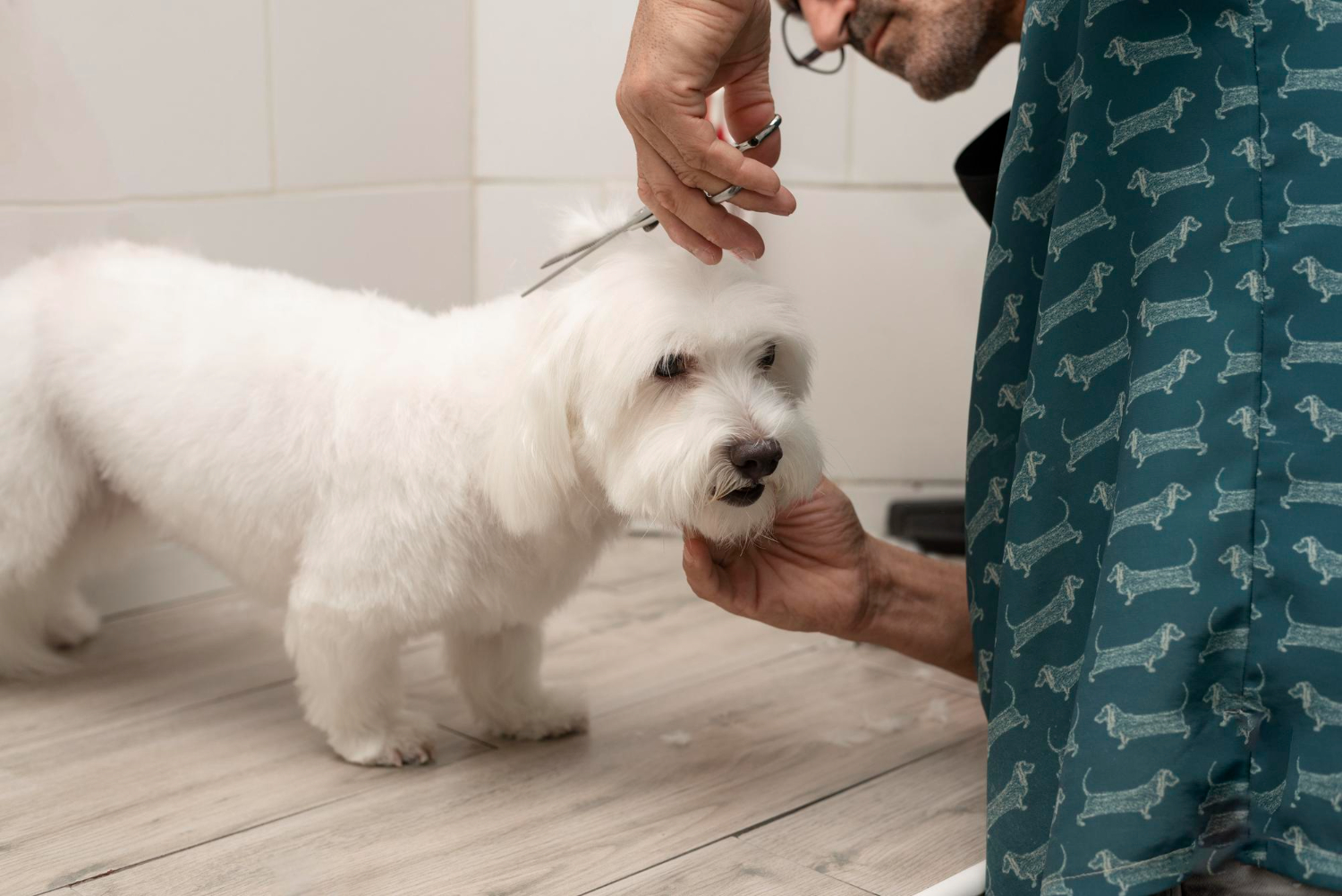 Entenda os benefícios da tosa para o seu cão – Portal Cães e Gatos