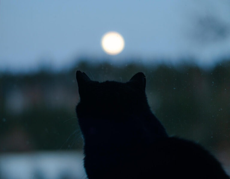 Fases da lua podem afetar os pets mais do que imaginávamos – Portal Cães e Gatos