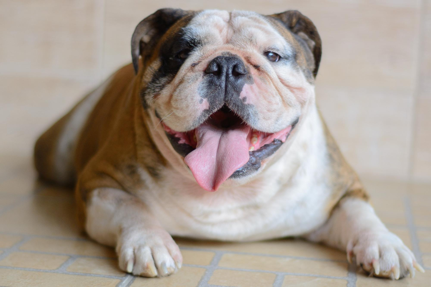 Cão castrado muda de comportamento? Veterinária explica as mudanças ...