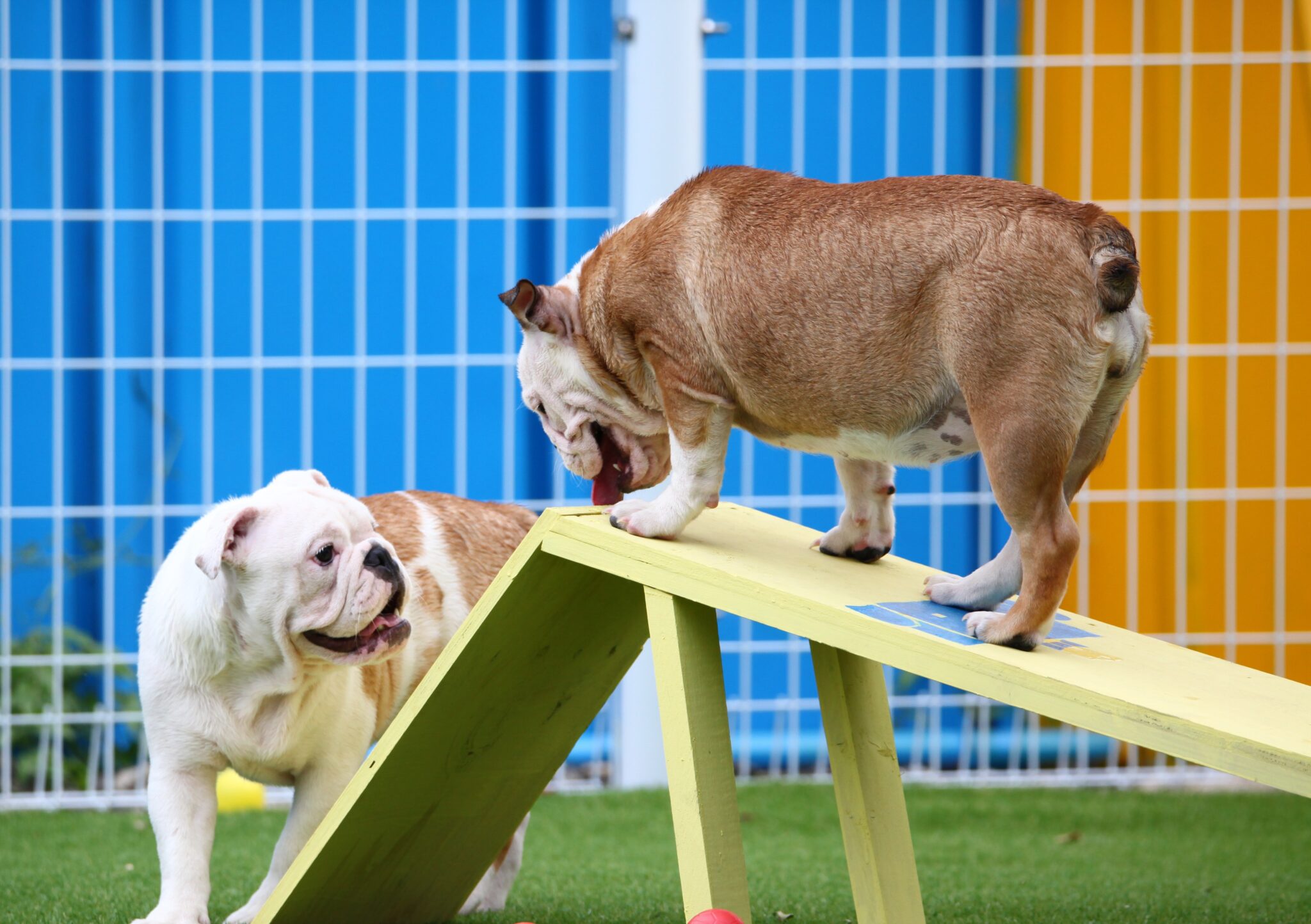 Creche para cães: o que você precisa saber antes de matricular seu pet