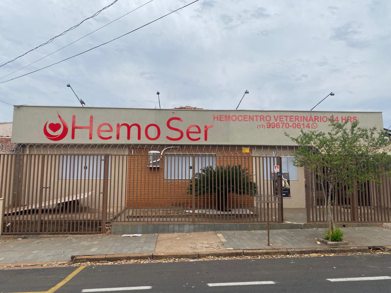 Doação de sangue pet se apresenta como alternativa vital para salvar ...