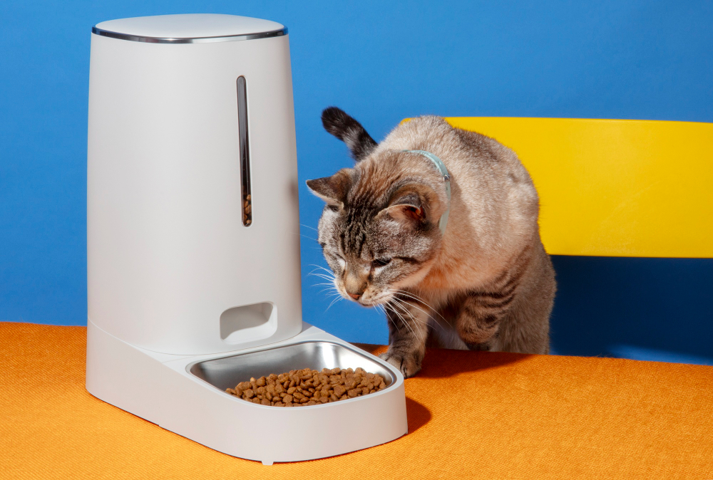 Veterinária explica como diferenciar paladar exigente e anorexia felina ...