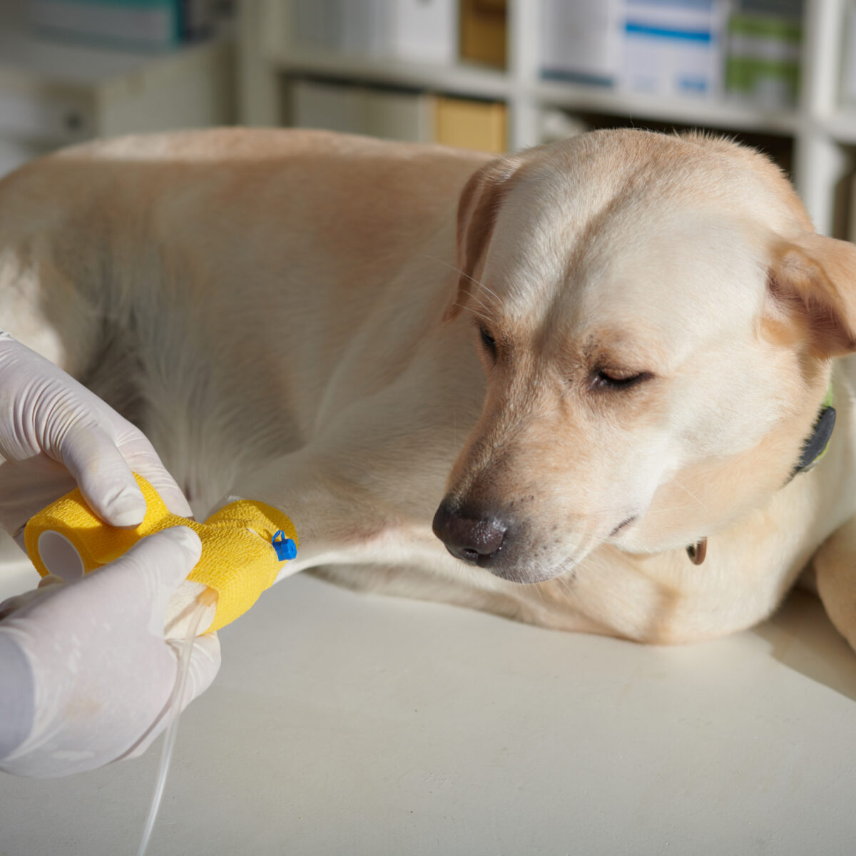 Como diagnosticar e tratar a úlcera de córnea em cães e gatos?
