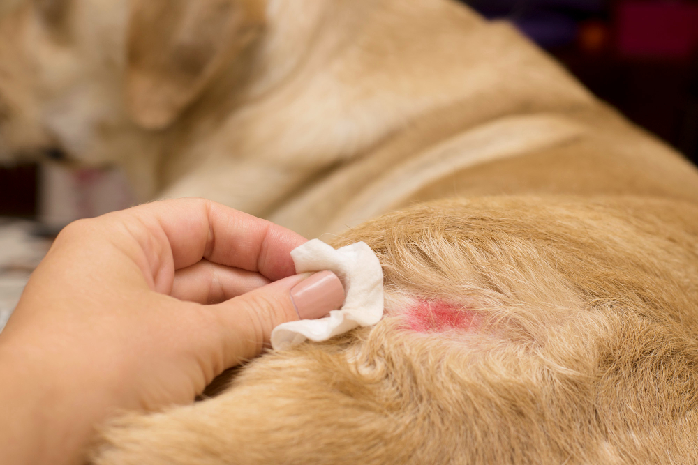 Uso de antimicrobianos em piodermites caninas ganha novas diretrizes ...