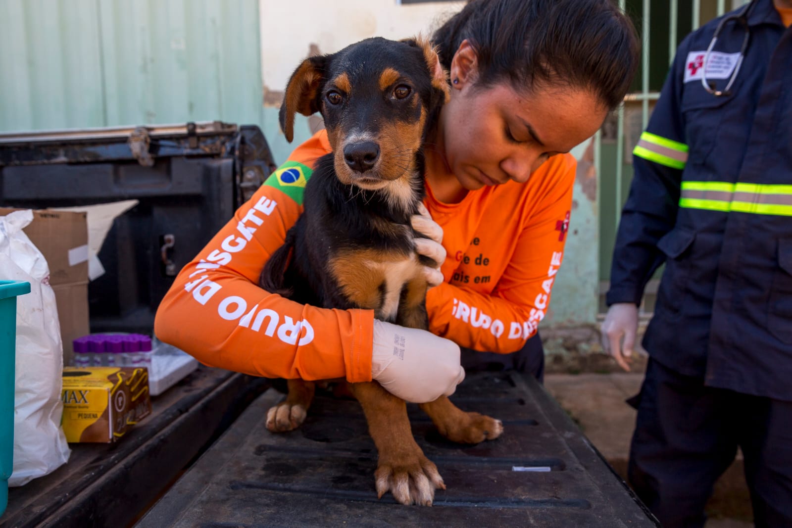 Resgate de animais tem apoio da Pearson Saúde Animal – Portal Cães e Gatos
