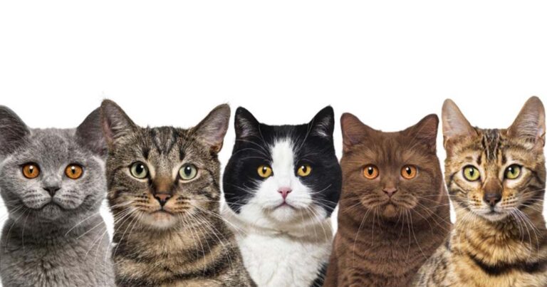 A cor dos pelos do gato influencia em seu comportamento? – Portal Cães ...