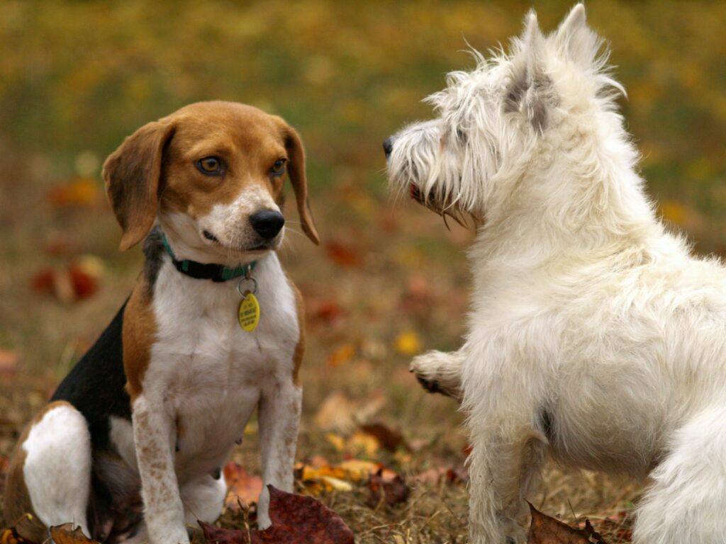 Cães jovens com osteoartrite apresentam boa resposta a tratamento ...