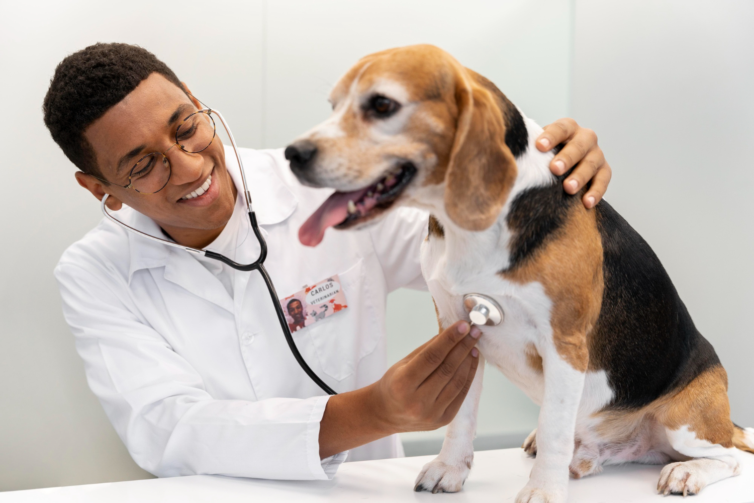 Como o atendimento 360° pode ajudar a saúde do seu pet – Portal Cães e ...