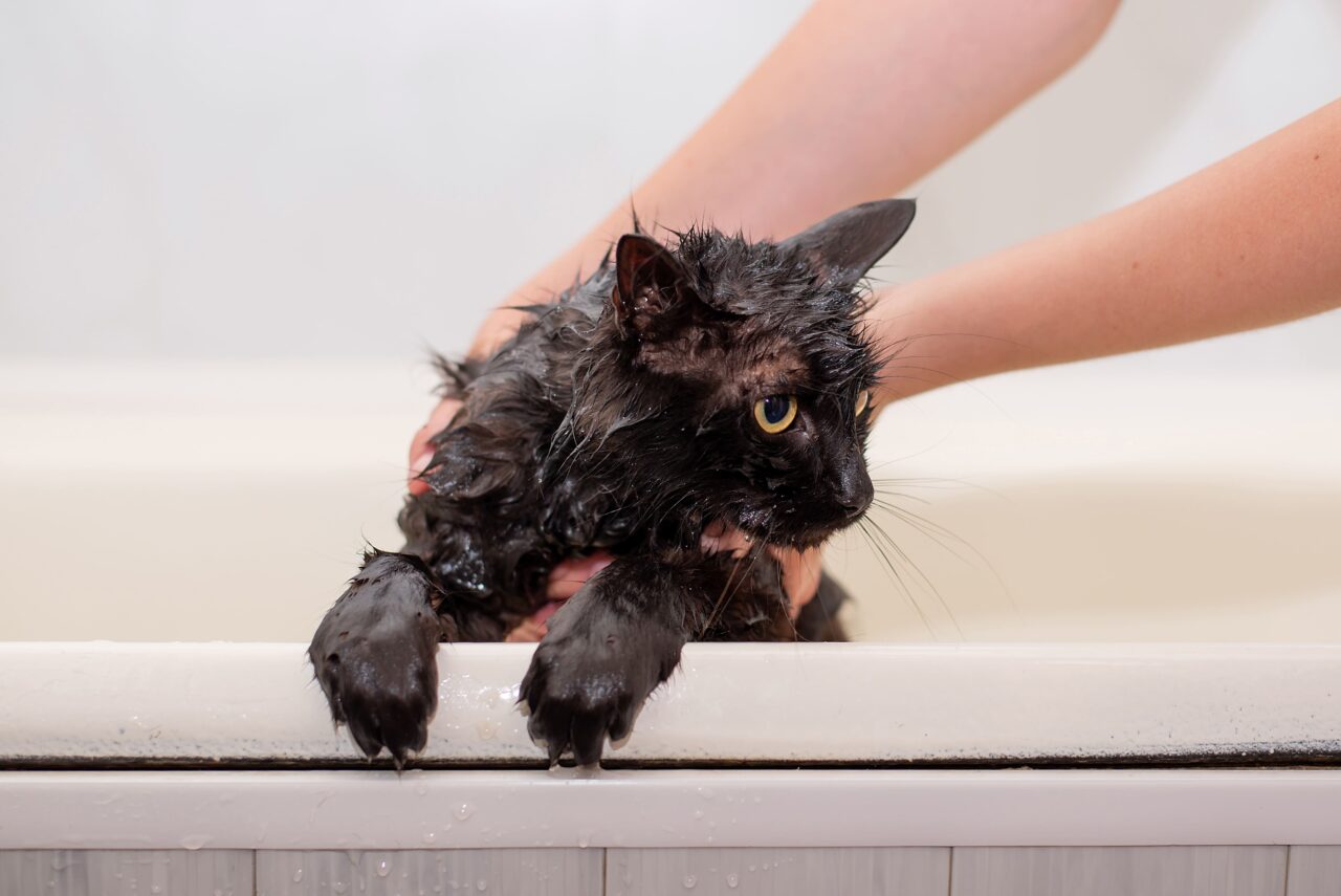 Banho em gatos: permitido ou não? – Portal Cães e Gatos