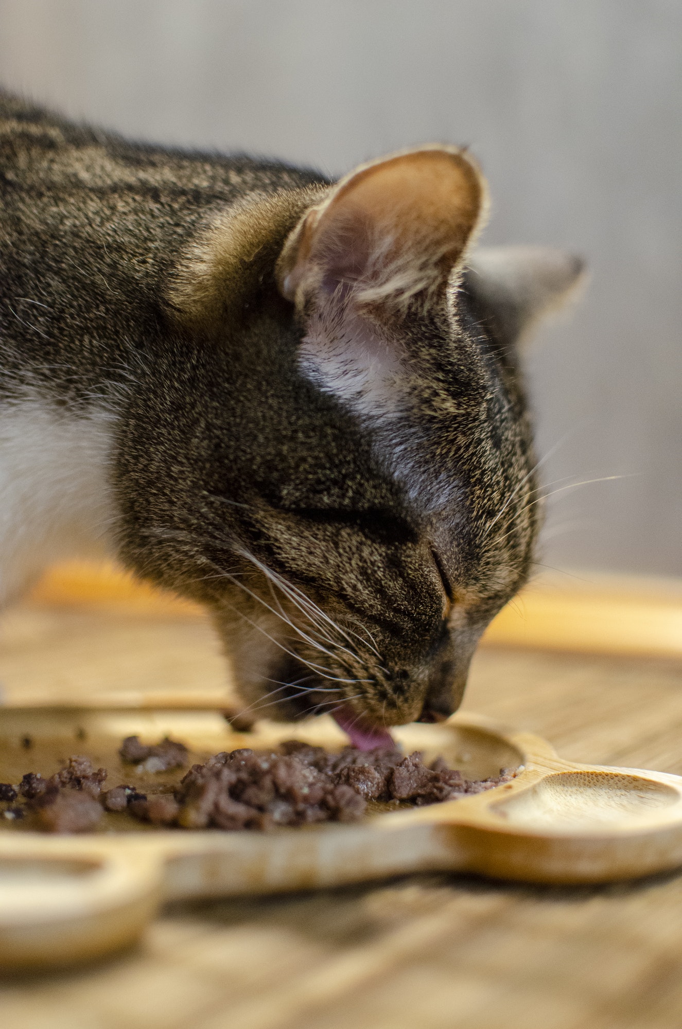 Nutrigenômica: uma revolução para a saúde animal – Portal Cães e Gatos
