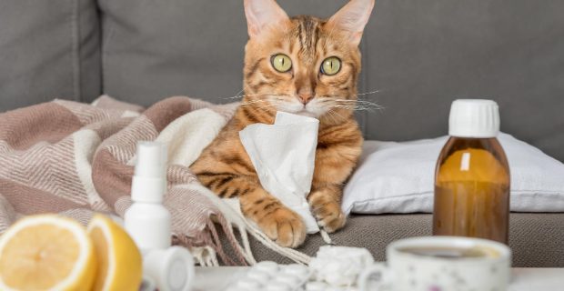 Asma Felina: a doença alérgica respiratória dos gatos