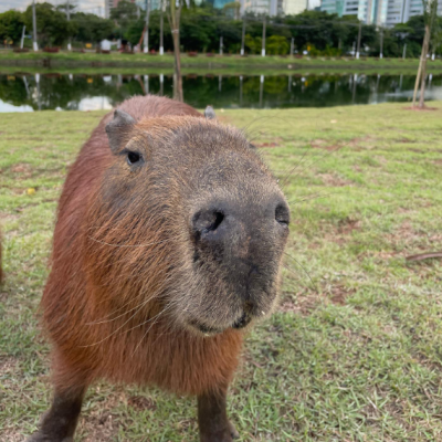Resgate de animais nas margens do Rio Pinheiros conta com apoio do ...