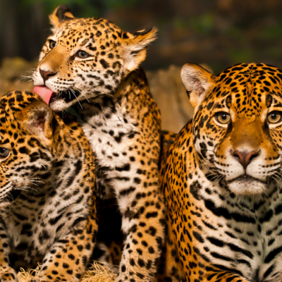 ONÇAFARI VISA CONSCIENTIZAR SOBRE A IMPORTÂNCIA DA ONÇA-PINTADA ...