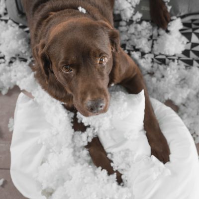 Sinais de que seu pet ficou mal acostumado na pandemia