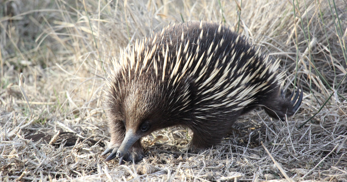 Estudo revela ancestral enigmático dos mamíferos mais primitivos do planeta