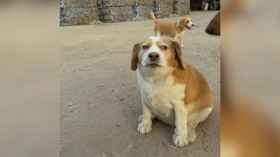 Conheça Mootoo, o cão famoso pelas expressões faciais hilárias