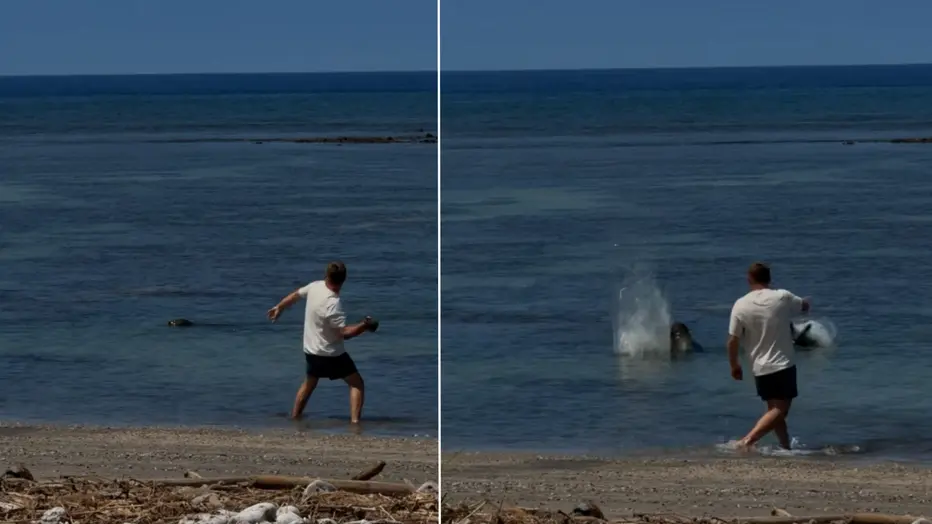 Homem é preso após atacar foca ameaçada de extinção com pedra no Havaí