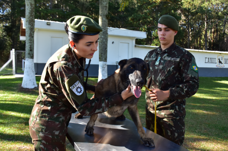 Médica-veterinária do Exército compartilha sua trajetória e tarefas no ...