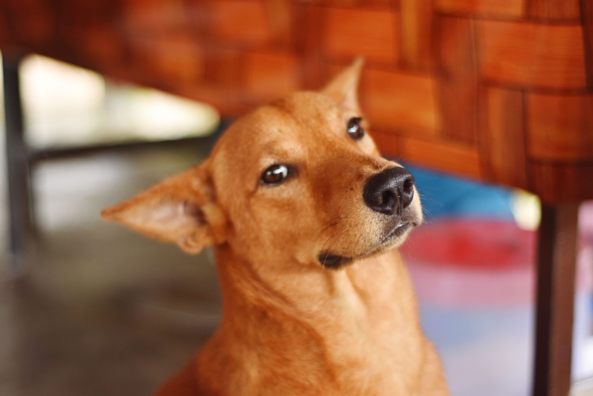 De onde vem o vira-lata caramelo? Estudo mapeia o DNA do cão símbolo do ...